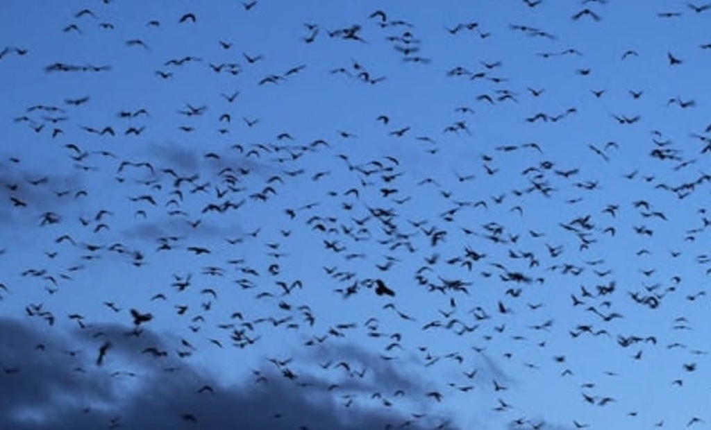 Viral! Ribuan Burung Gagak Bikin Langit Tel Aviv Jadi Gelap, Netizen ...