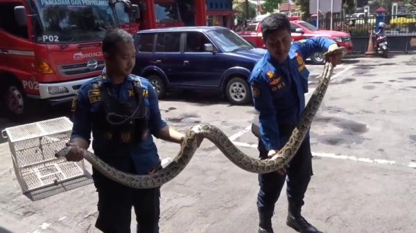 Dramatis Evakuasi Ular Sanca 3 Meter yang Berkeliaran di Kampus Jalan ...