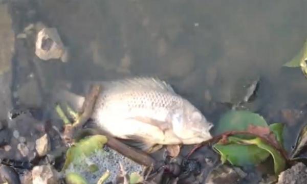Ribuan Ikan di Situ Rawa Arum Cilegon Mati Membusuk Diduga Tercemar Zat ...