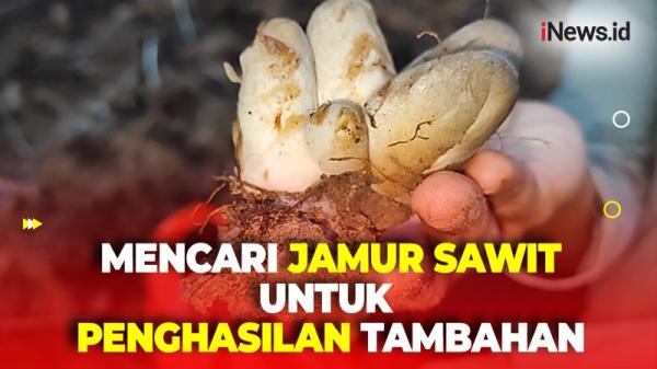 Bisa Diolah sebagai Makanan, Warga Bangka Ramai Mencari Jamur Sawit ...