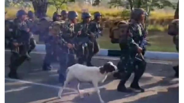 Viral Video Aksi Kocak Kambing Ikut Latihan Baris-berbaris Tentara di ...