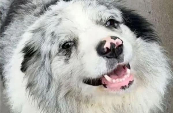 Kisah Anjing Pemilik 1,5 Juta Follower Medsos Dikira Hewan Liar ...