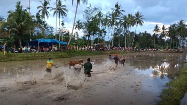Pacu Jawi Minangkabau, Adu Ketangkasan Joki dan Kecepatan Sapi di Sawah ...